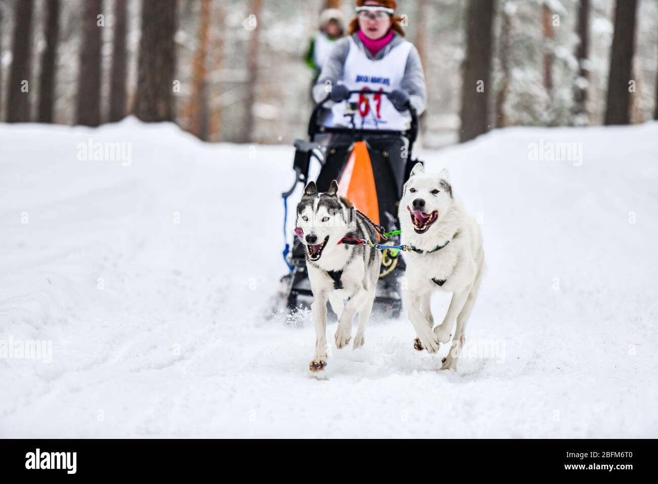 Siberian husky sled dog racing. Mushing winter competition. Husky sled ...