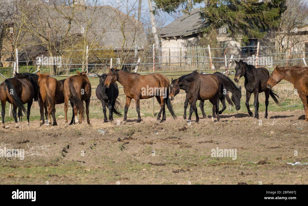 herd of horses in spring, grazing on the first day Stock Photo - Alamy