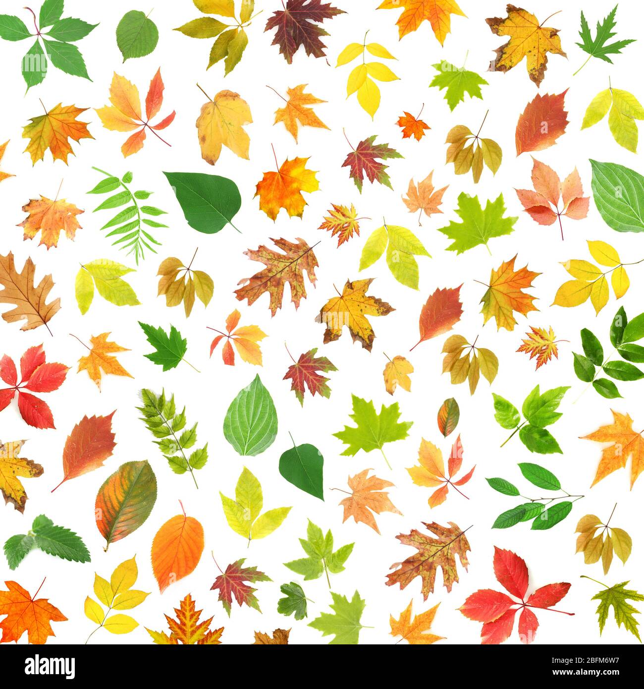 Different colorful leaves, isolated on white Stock Photo - Alamy