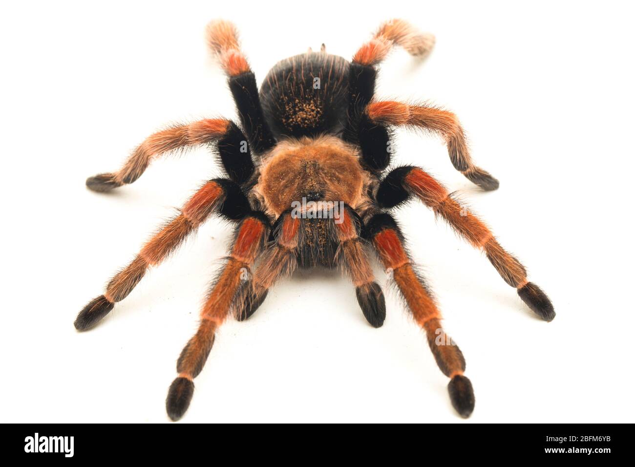 Mexican Fireleg Tarantula (Brachypelma boehmei) isolated on white ...