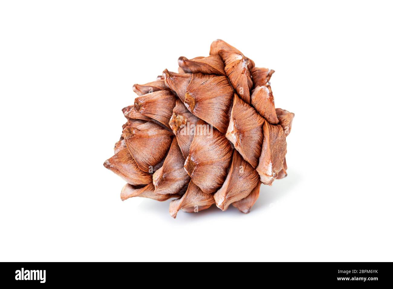 Cedar cone close-up isolated on a white background Stock Photo - Alamy