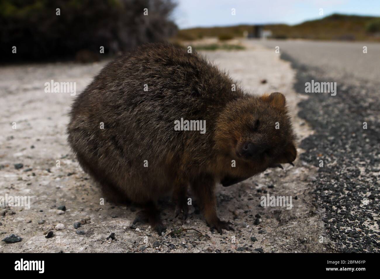 Cute quokka hi-res stock photography and images - Alamy