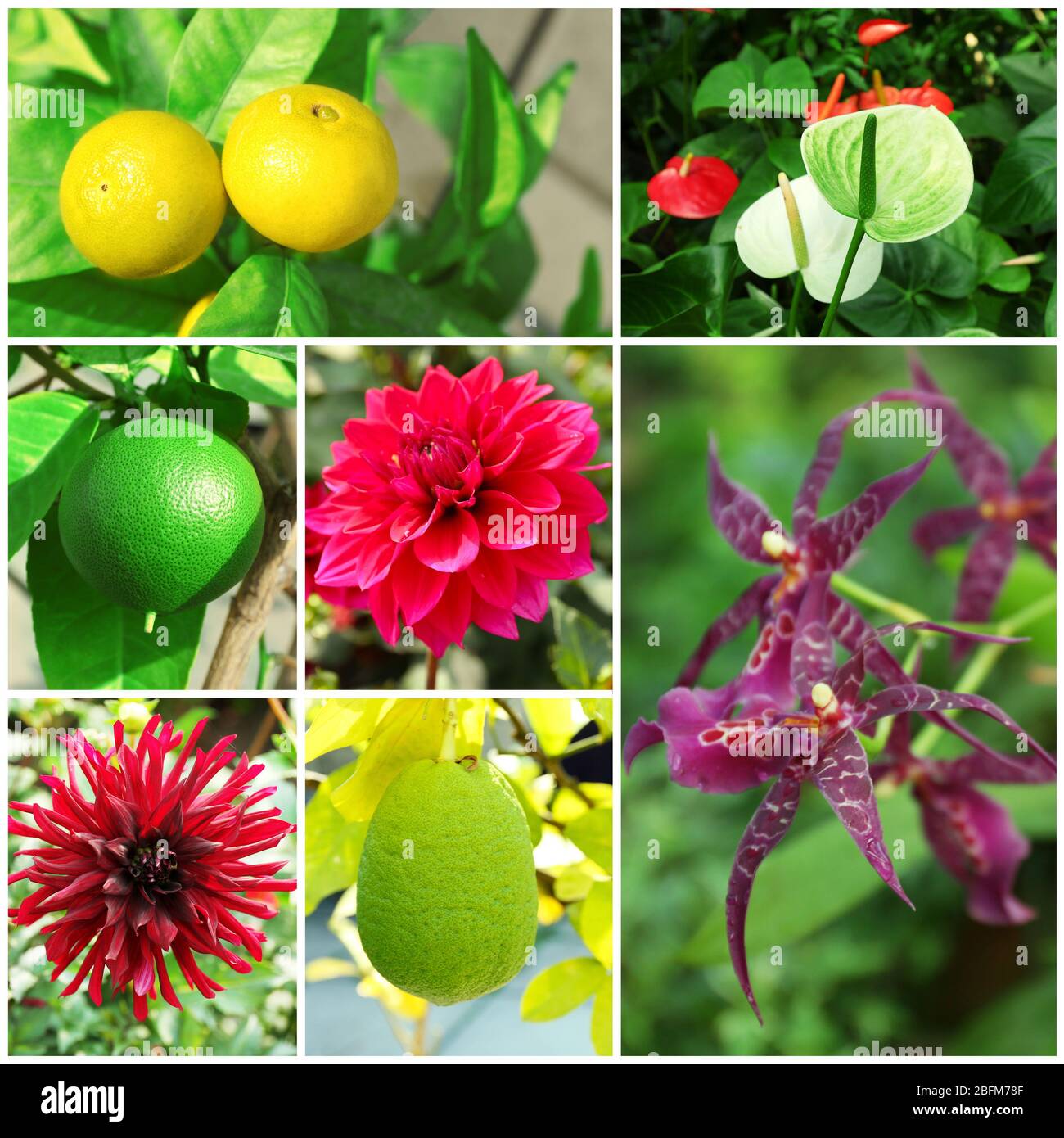 Beautiful plants in field Cut Out Stock Images & Pictures - Alamy