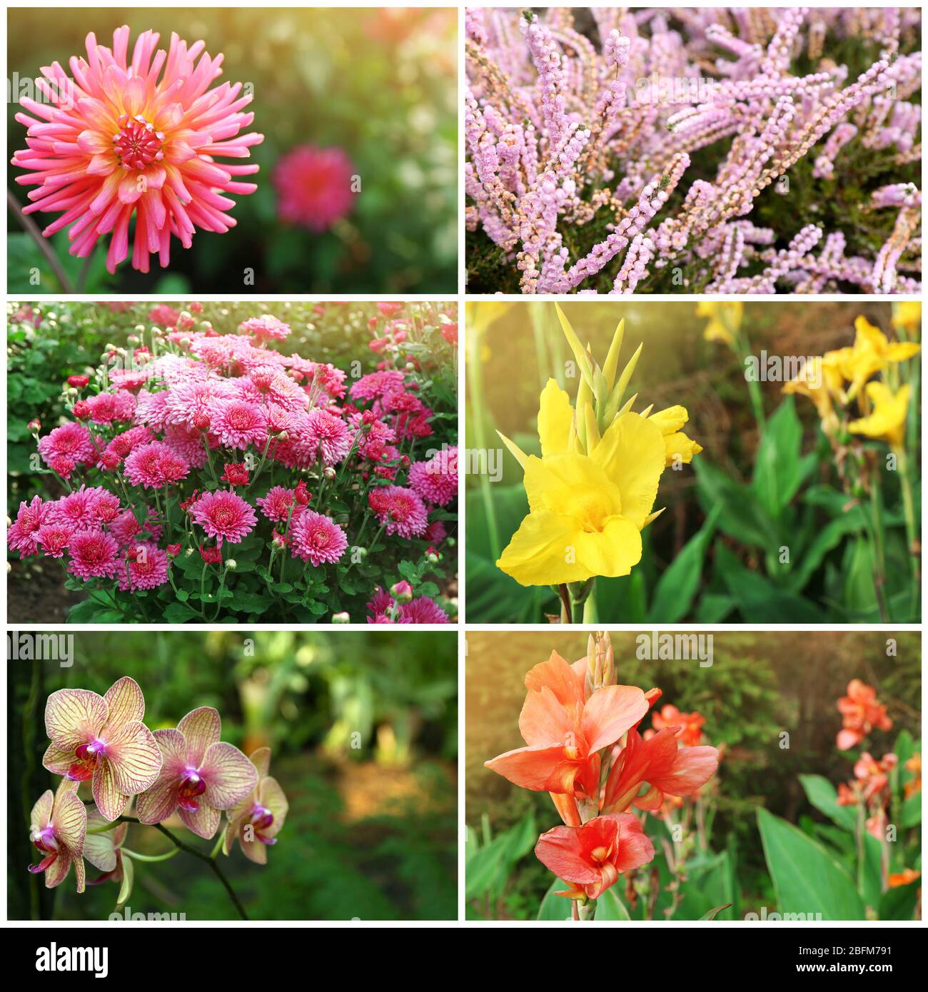 Collage with beautiful flowers in the garden Stock Photo - Alamy