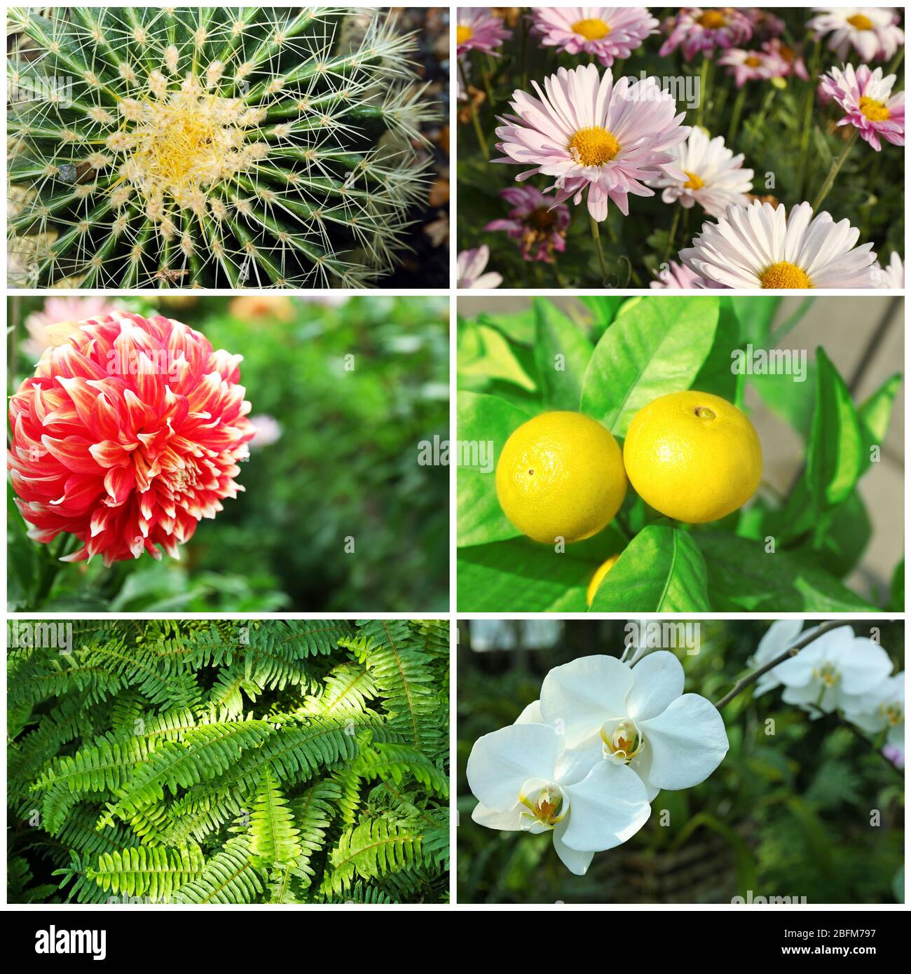 Collage with beautiful flowers and plants in the garden Stock Photo - Alamy