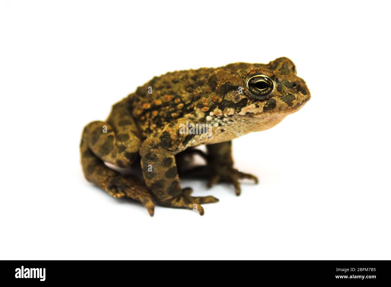 Earth toad close-up isolated on a white background Stock Photo - Alamy