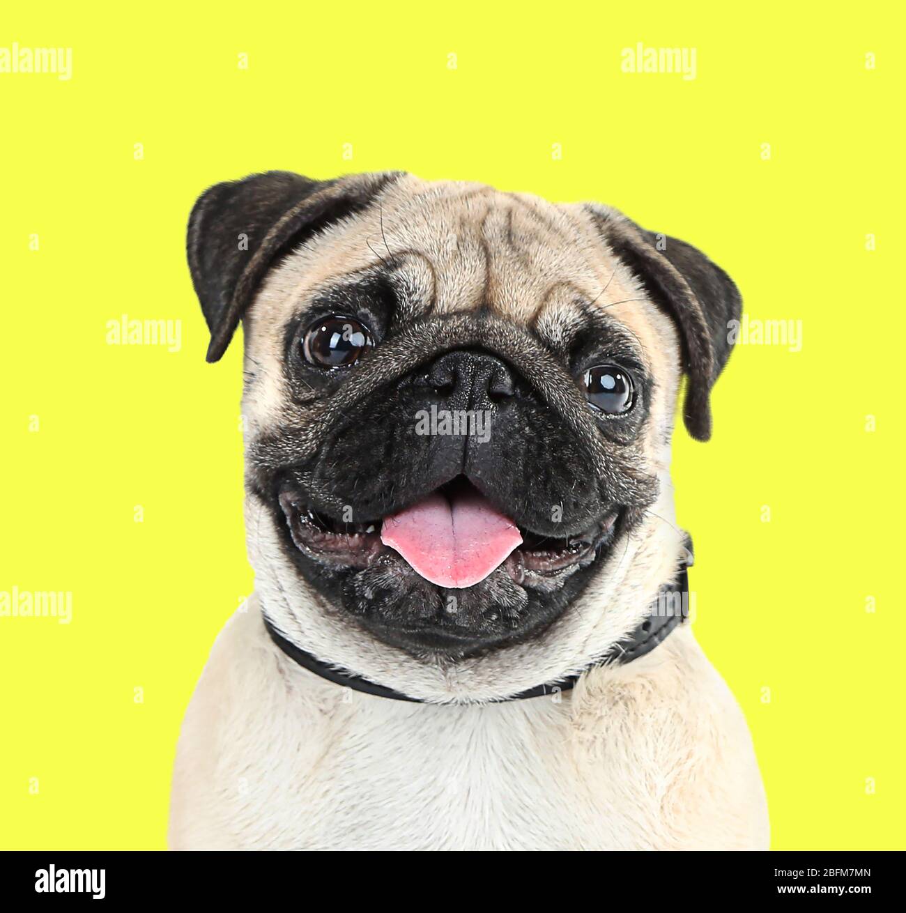 Funny, cute and playful pug dog on yellow background Stock Photo - Alamy
