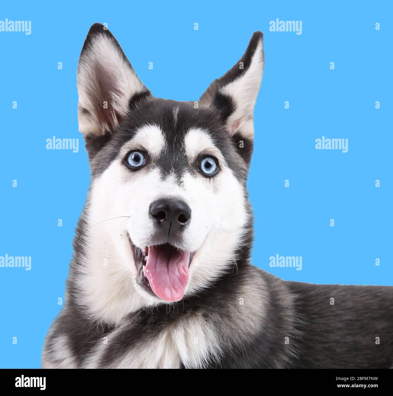 Beautiful cute husky puppy, on blue background Stock Photo - Alamy