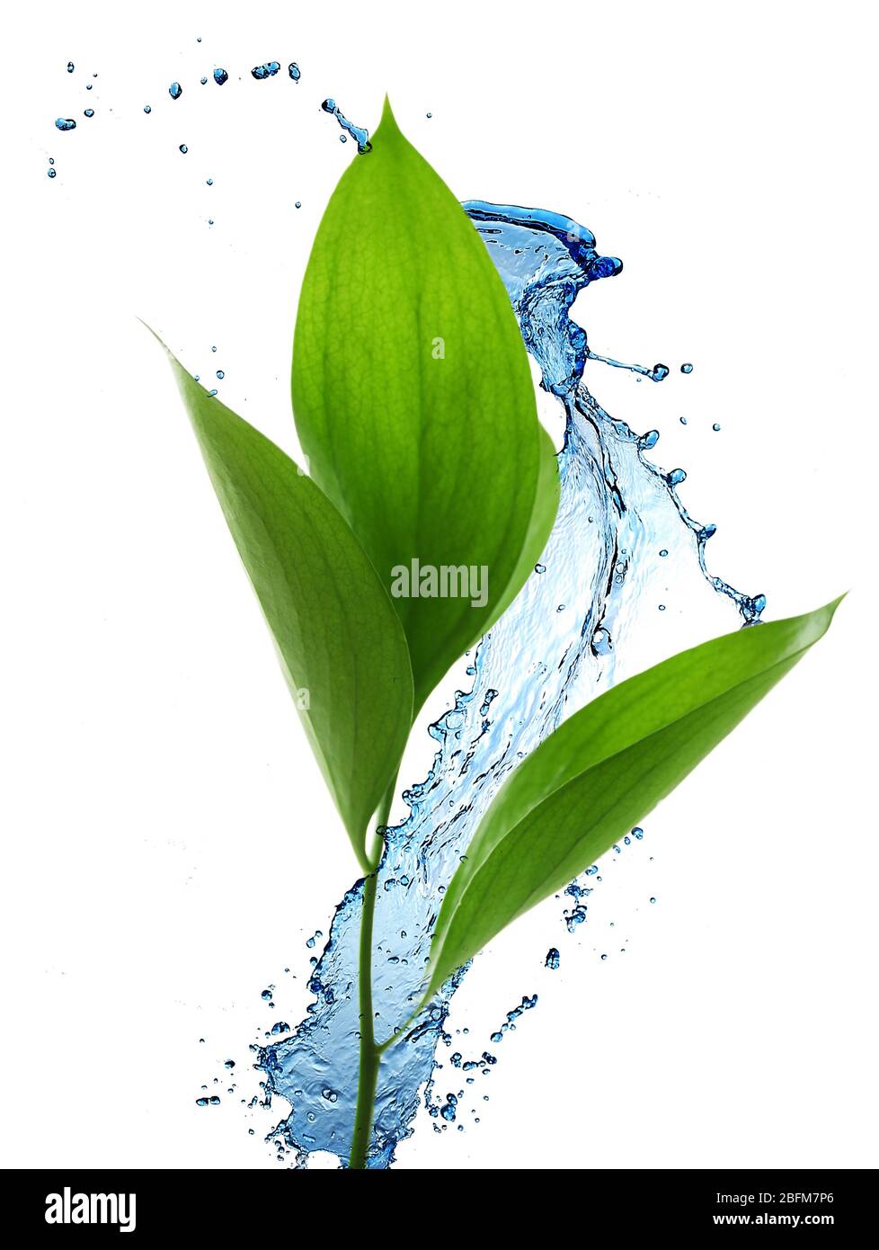 Branch with fresh green leaves and water splash, isolated on white ...