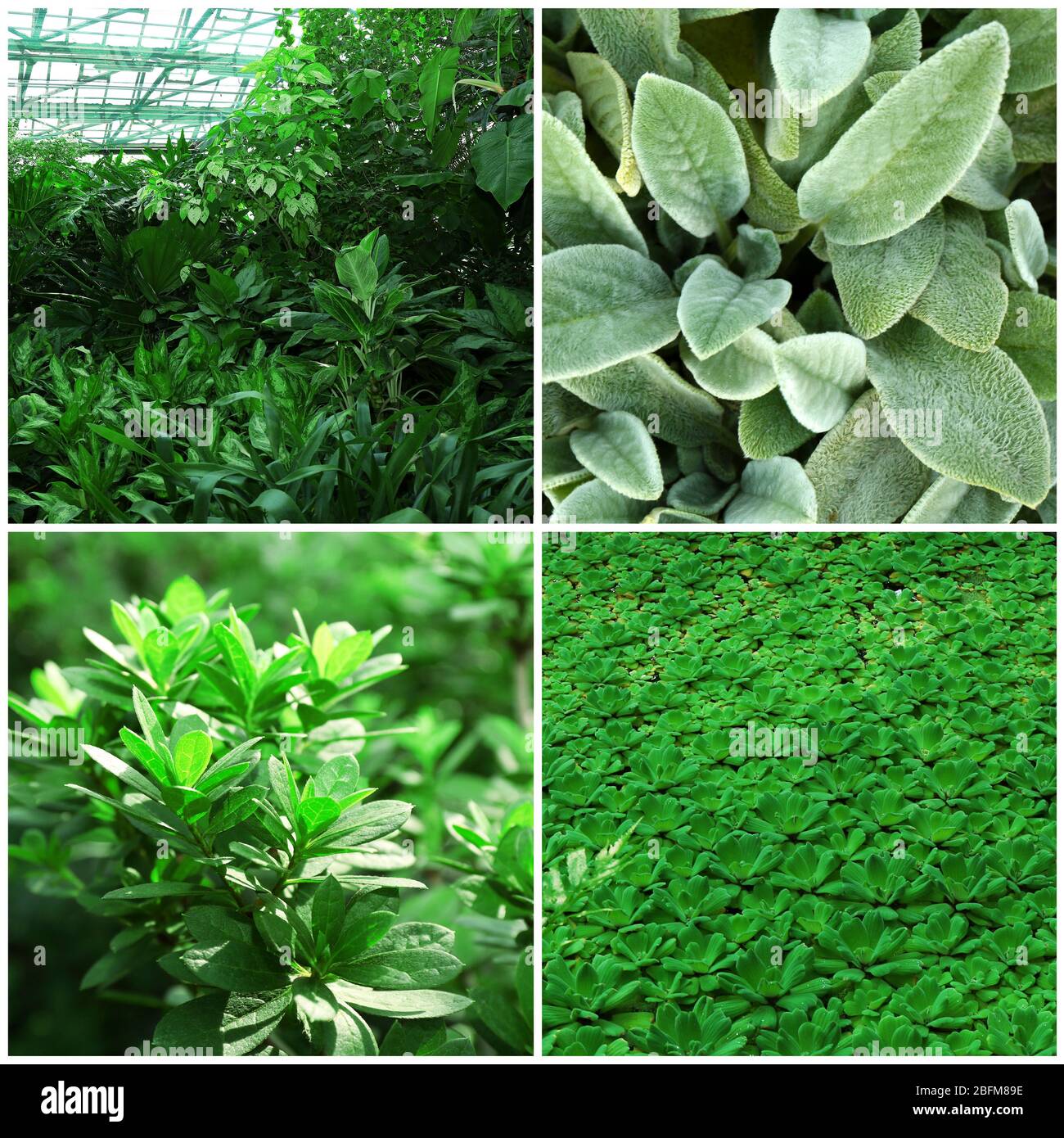 Tropical forest foliage plants Cut Out Stock Images & Pictures - Alamy