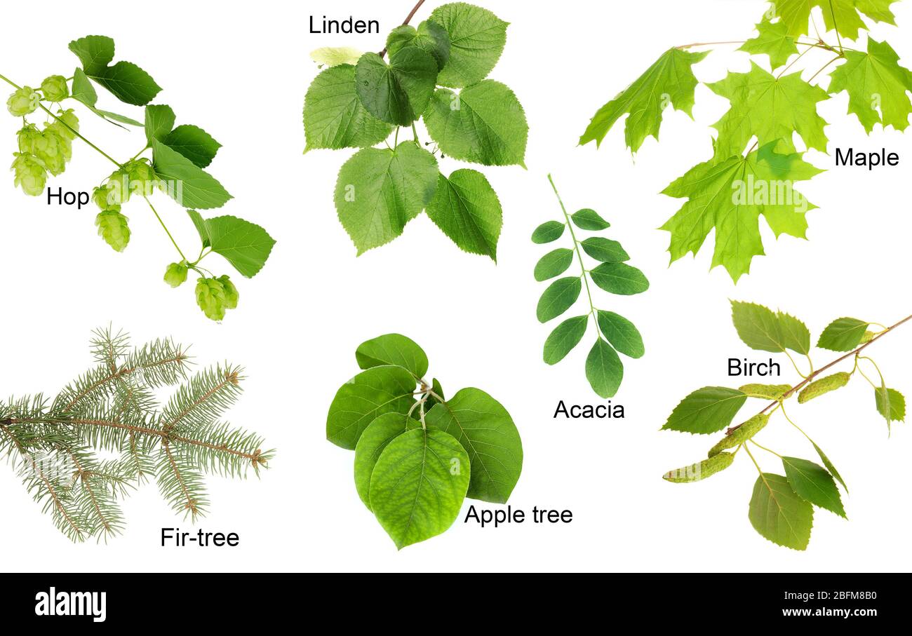 Different twigs of trees with titles, isolated on white Stock Photo - Alamy