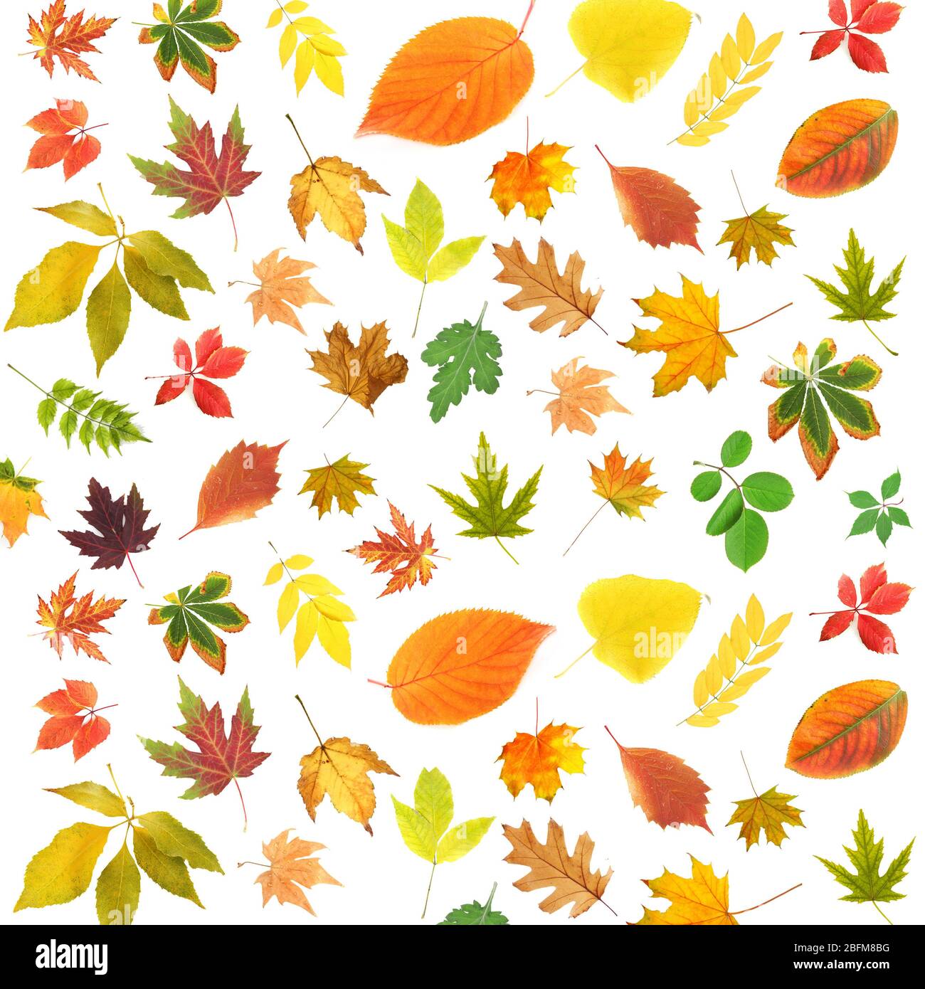 Different colorful leaves, isolated on white Stock Photo - Alamy