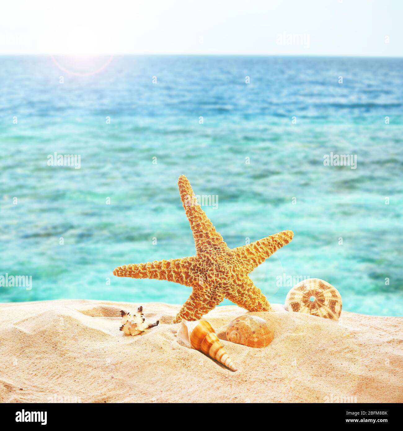 Starfish and shells on sandy beach Stock Photo - Alamy