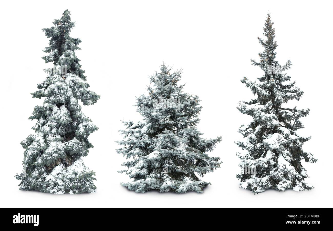 Fir trees with snow Cut Out Stock Images & Pictures - Alamy