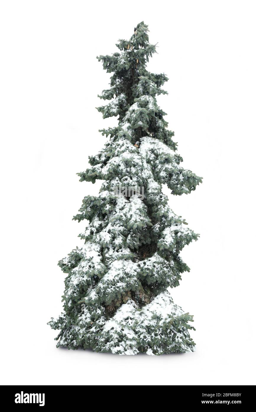 Tree snow detail Cut Out Stock Images & Pictures - Alamy