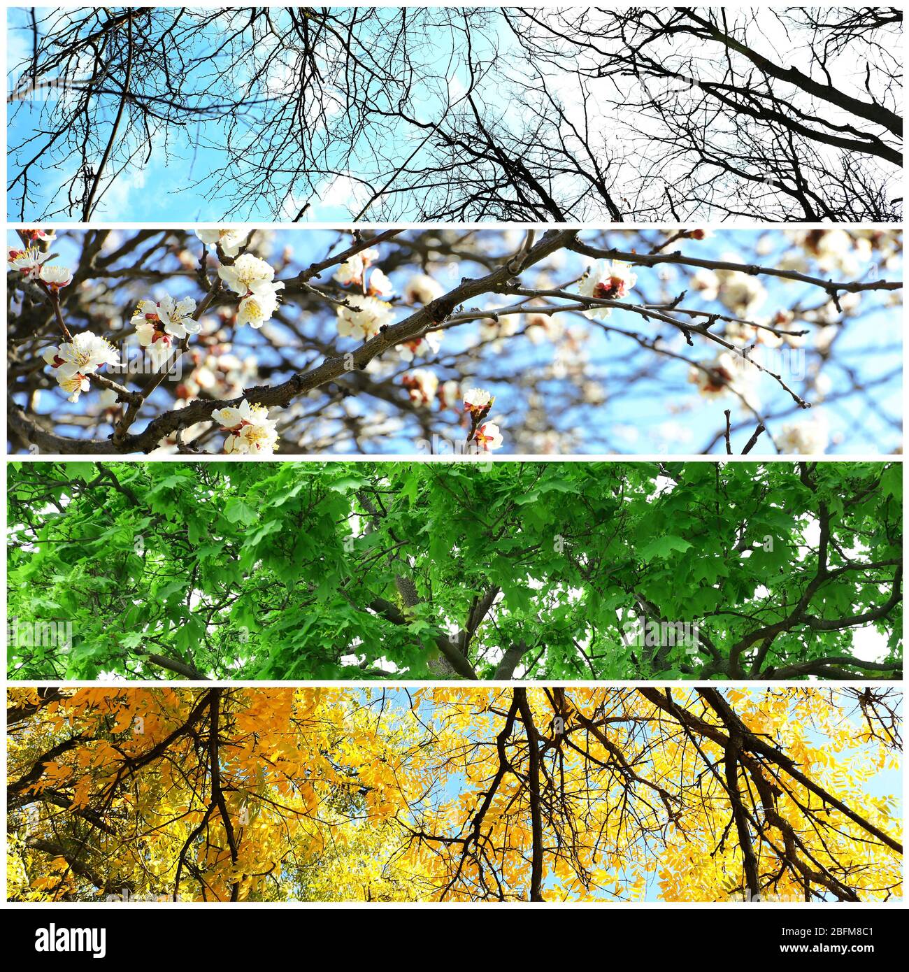 Four seasons collage: several photos of beautiful trees at different ...