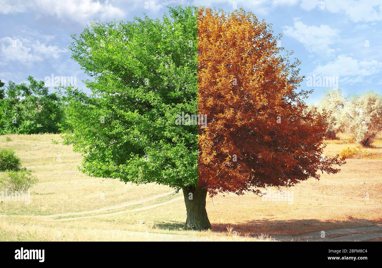 Seasons collage: several photos of beautiful tree at different time of ...