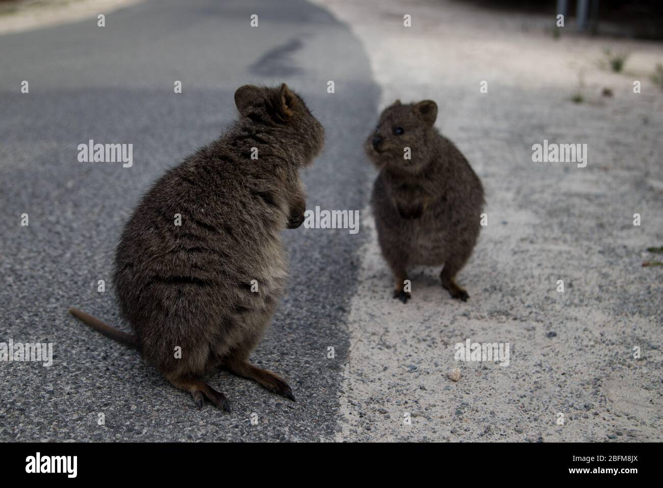 Quokkas smiling hi-res stock photography and images - Alamy