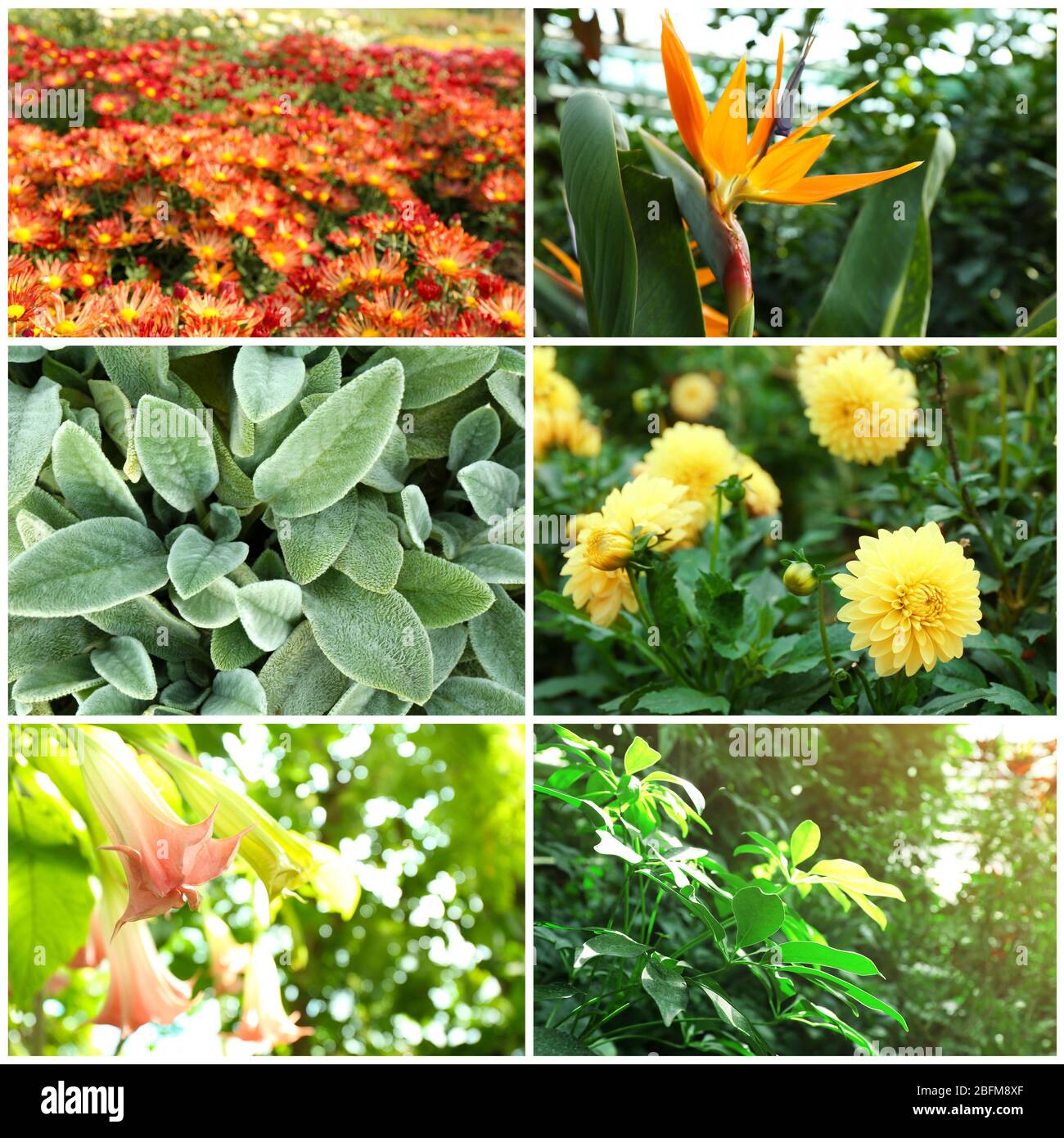 Greenhouse tropical plants Cut Out Stock Images & Pictures - Alamy