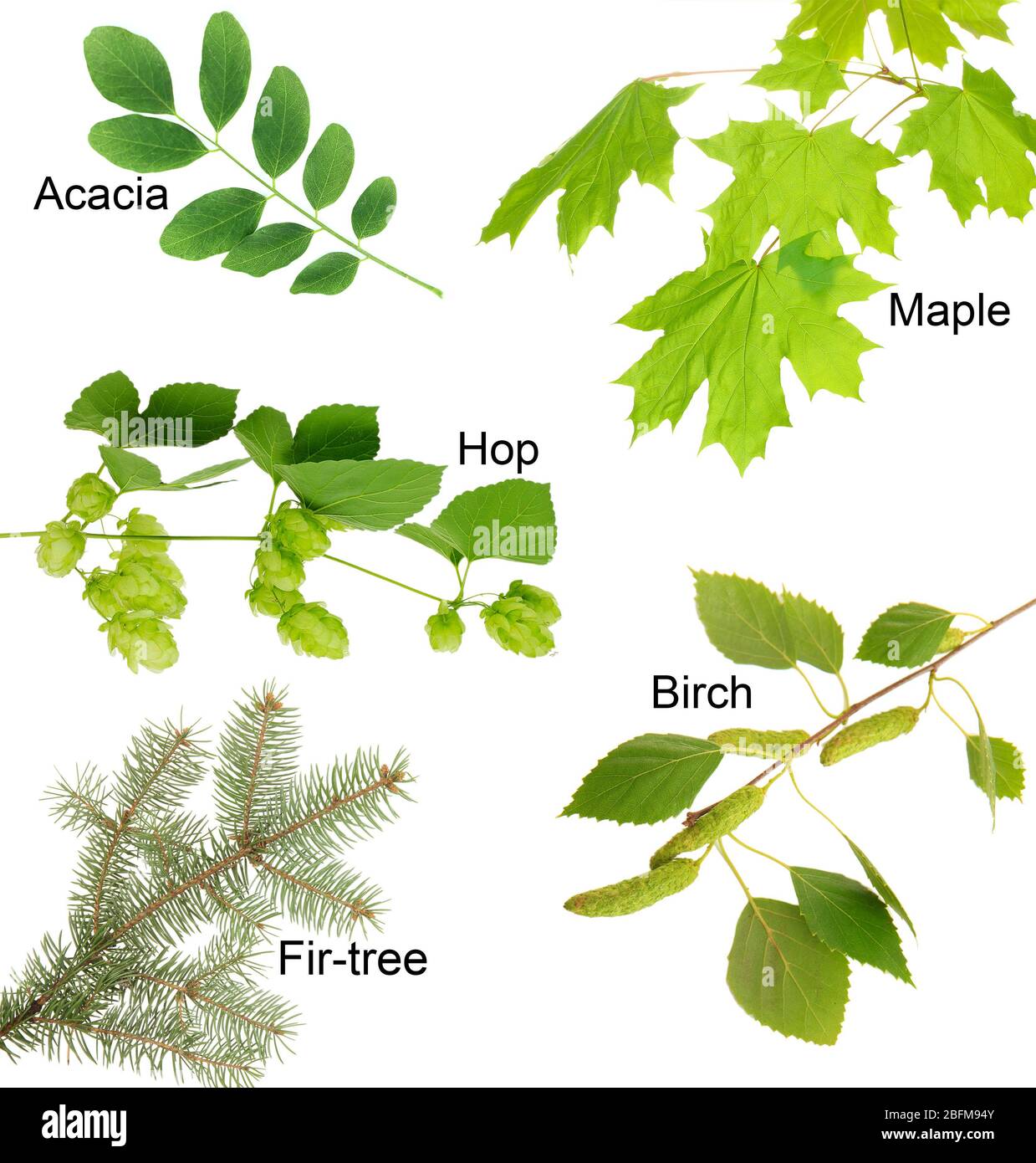 Different twigs of trees with titles, isolated on white Stock Photo - Alamy