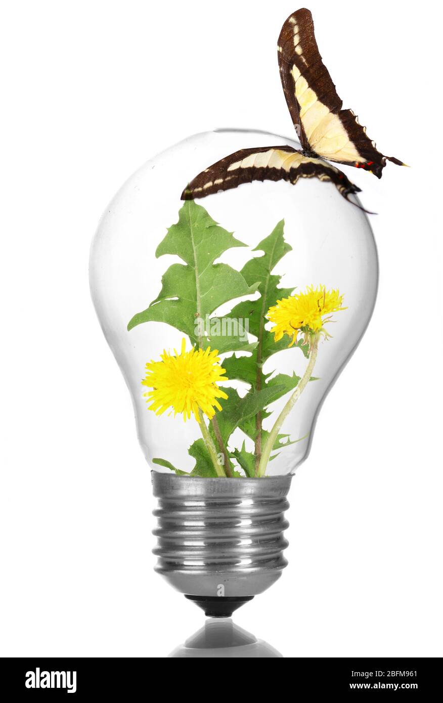 Colorful butterfly sitting on light bulb isolated on white Stock Photo ...