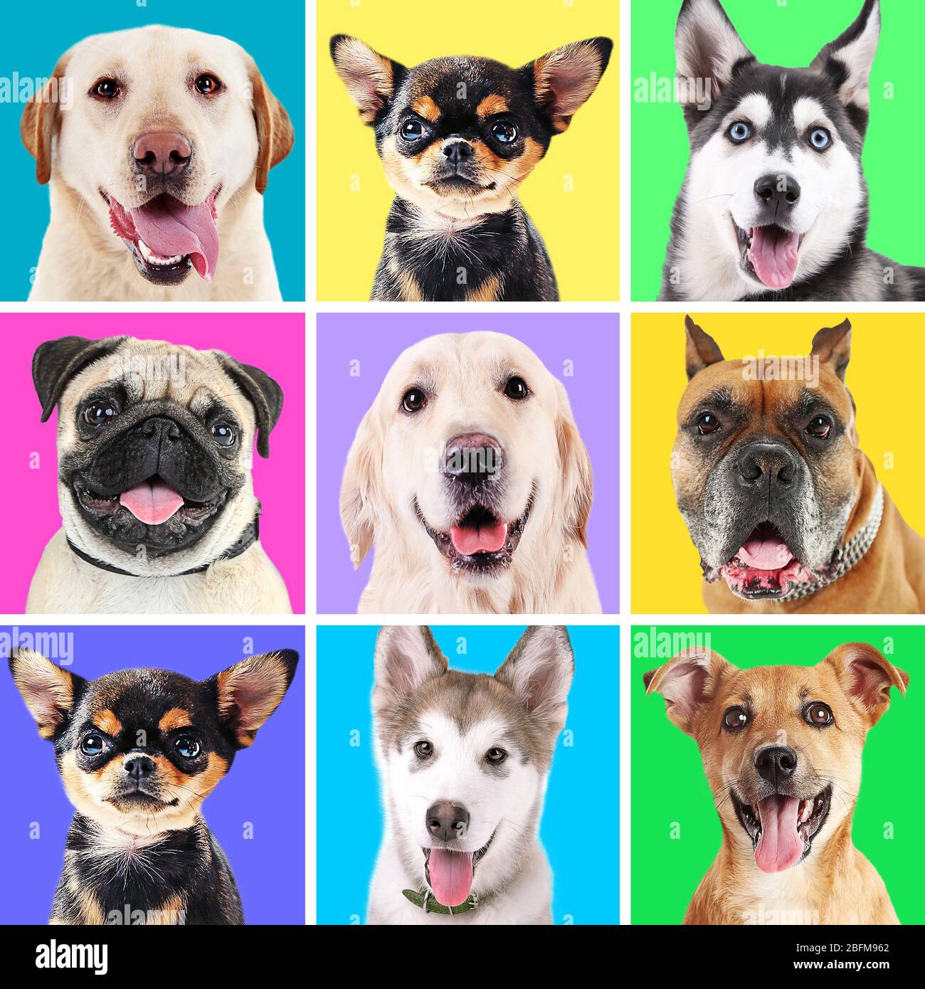 Portraits of cute dogs on colorful backgrounds Stock Photo - Alamy