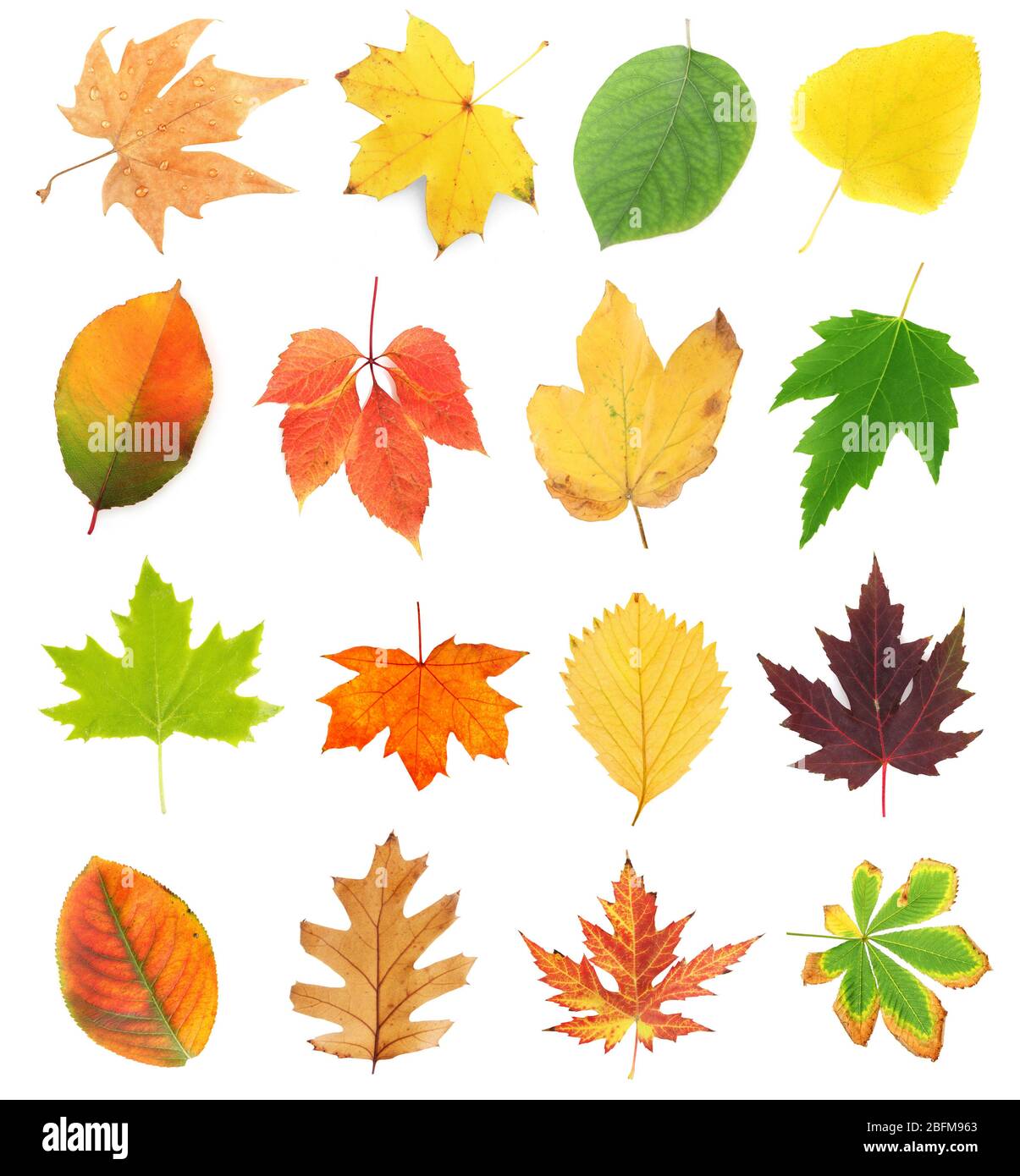 Different colorful leaves, isolated on white Stock Photo - Alamy