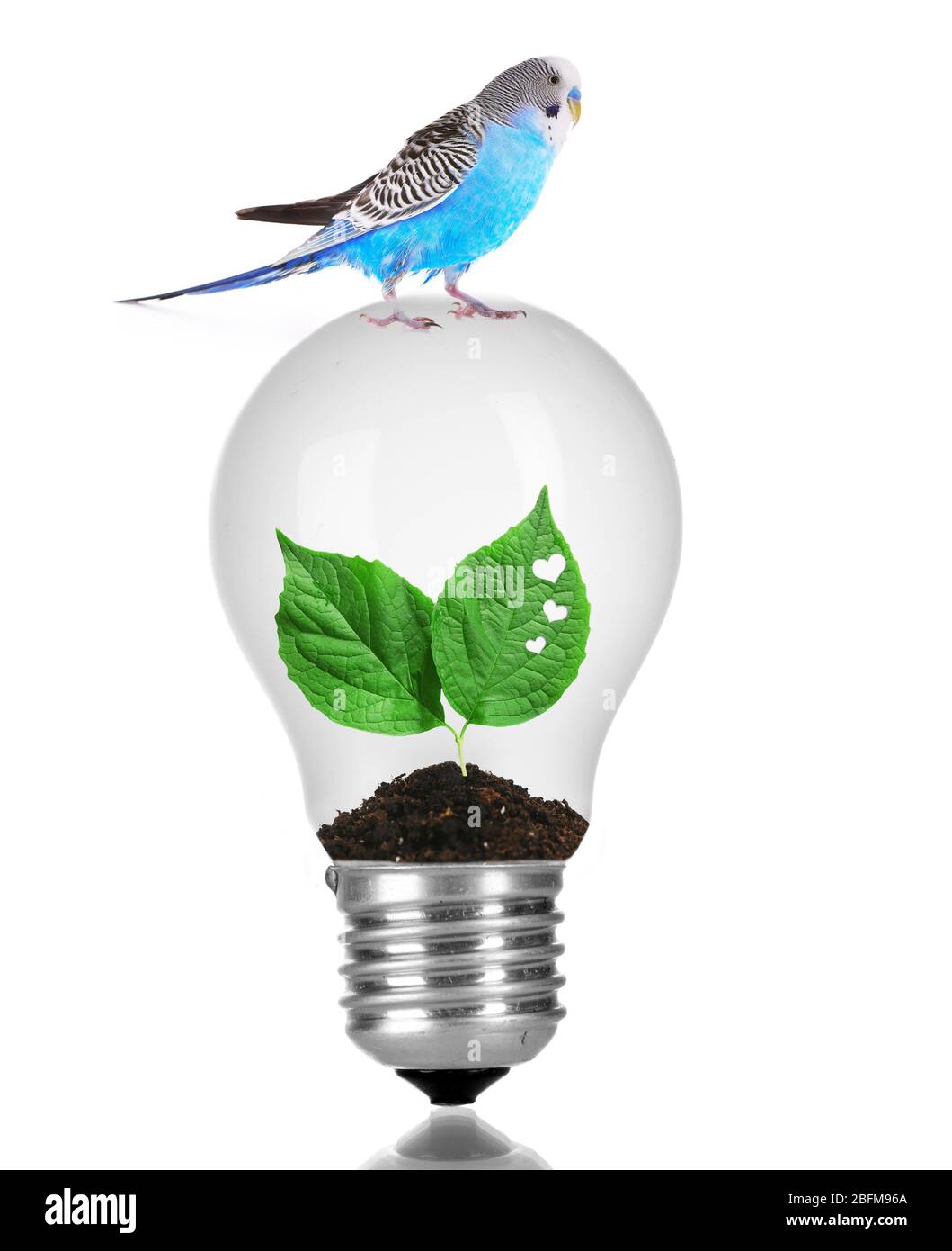 Little blue parrot sitting on light bulb with green leaves isolated on ...