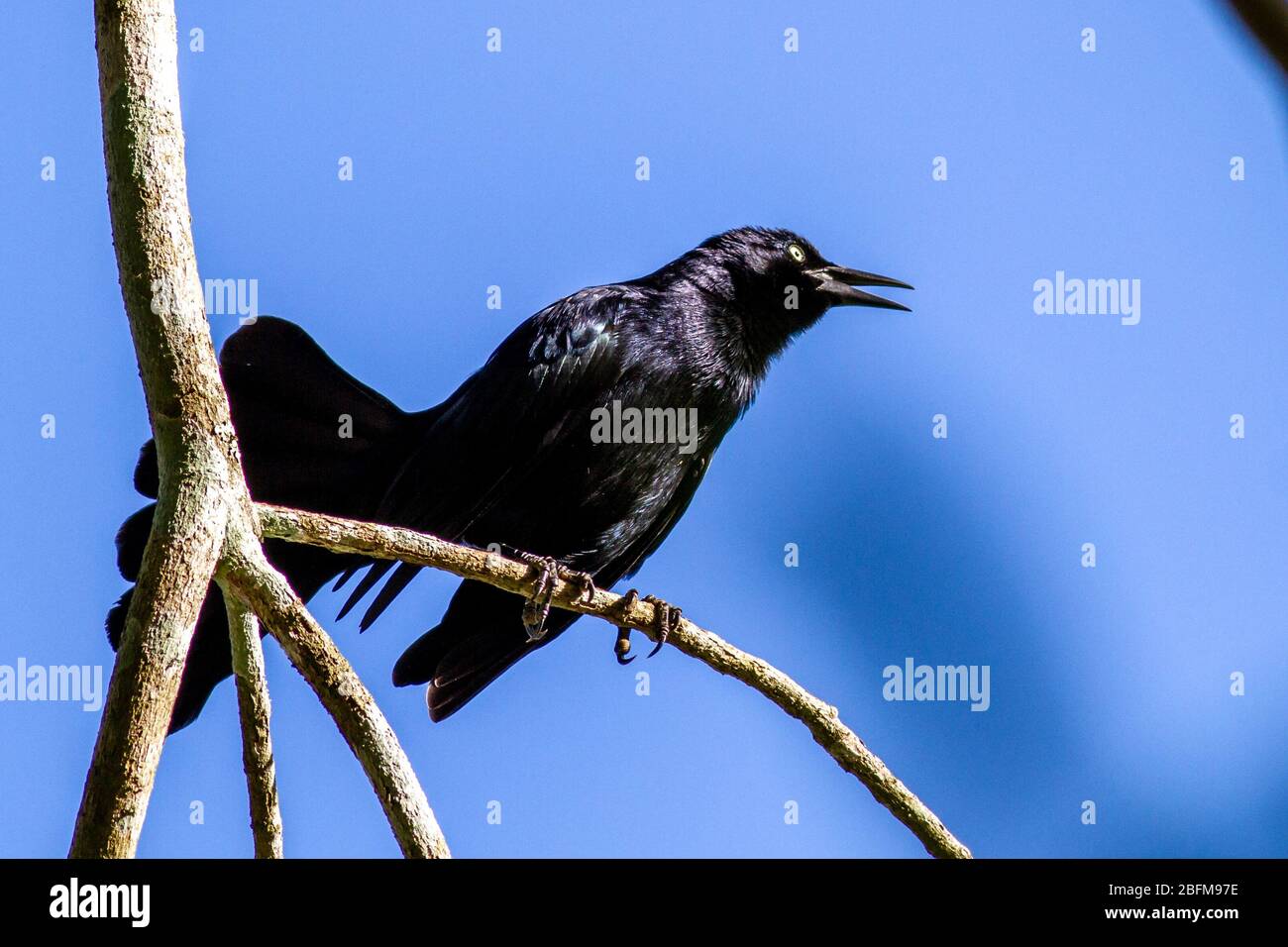 Greater antillian grackle hi-res stock photography and images - Alamy