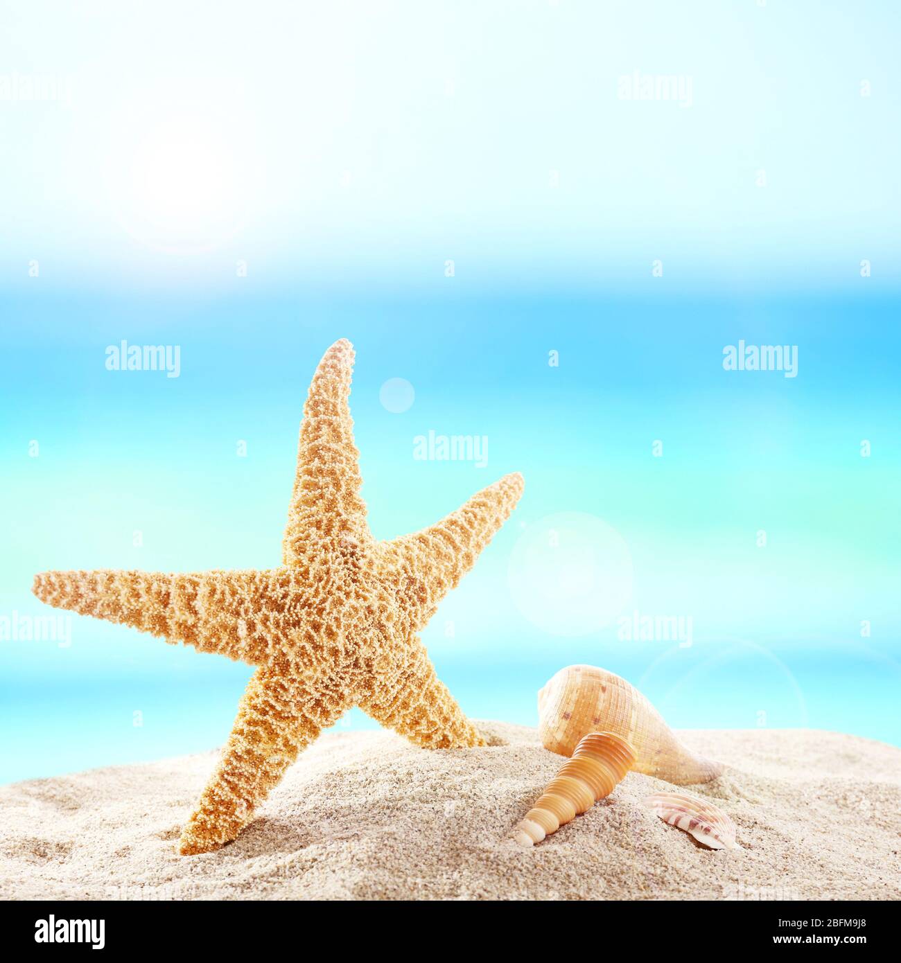 Starfish and shells on sandy beach Stock Photo - Alamy