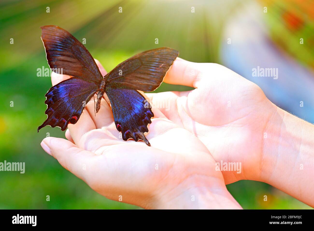 Butterfly flying woman hands hi-res stock photography and images - Alamy