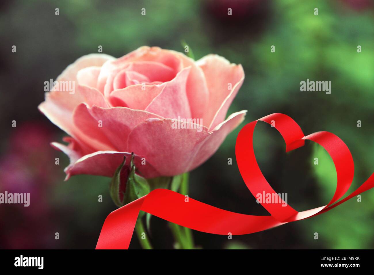 Ribbon shaped as heart on nature background with rose Stock Photo - Alamy