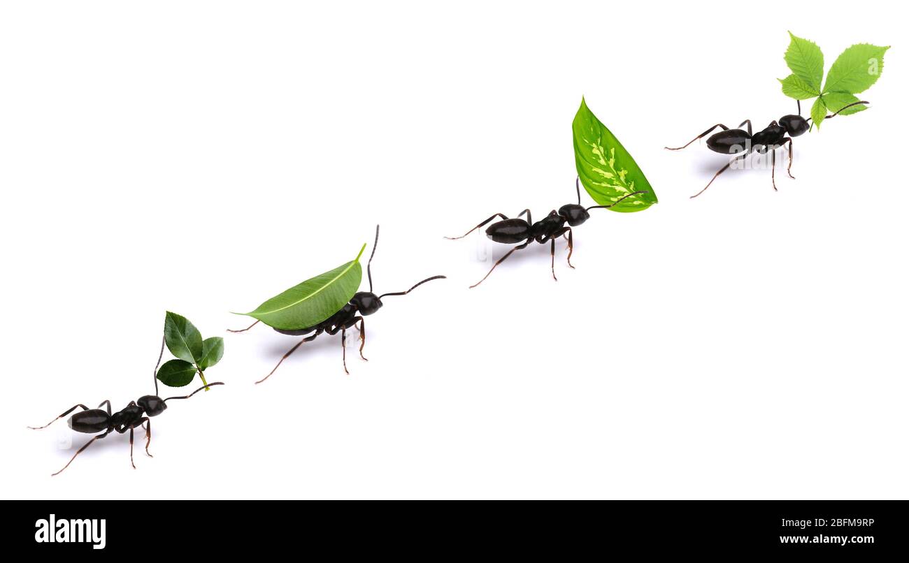 Small ants carrying green leaves, isolated on white Stock Photo - Alamy
