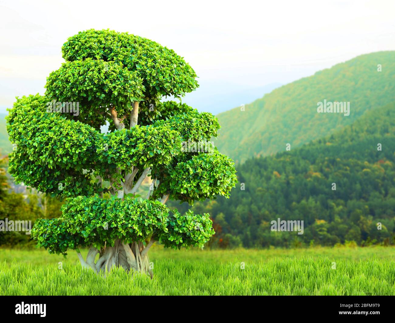 Bonsai tree on beautiful nature background Stock Photo - Alamy