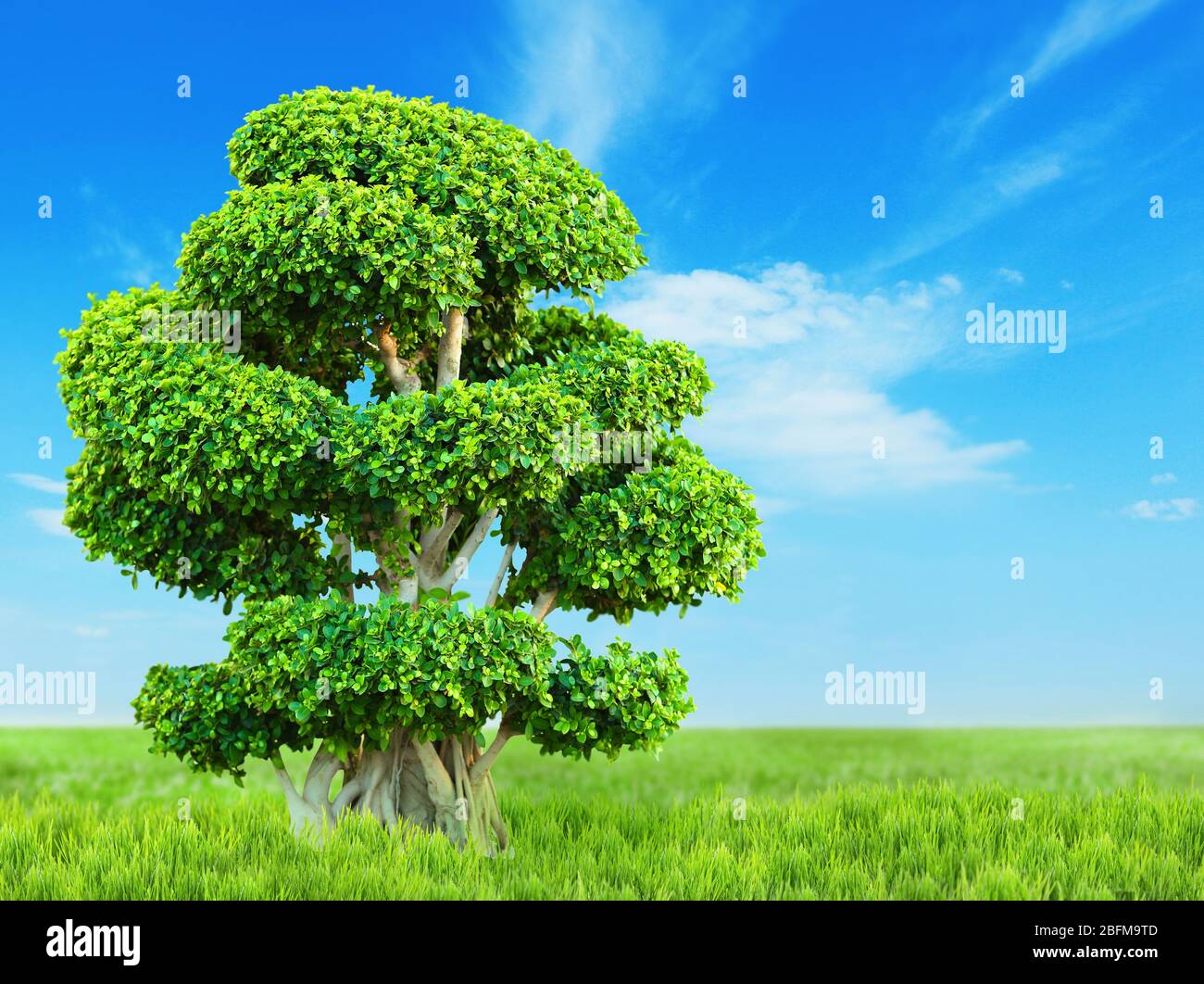 Bonsai on blue sky hi-res stock photography and images - Alamy