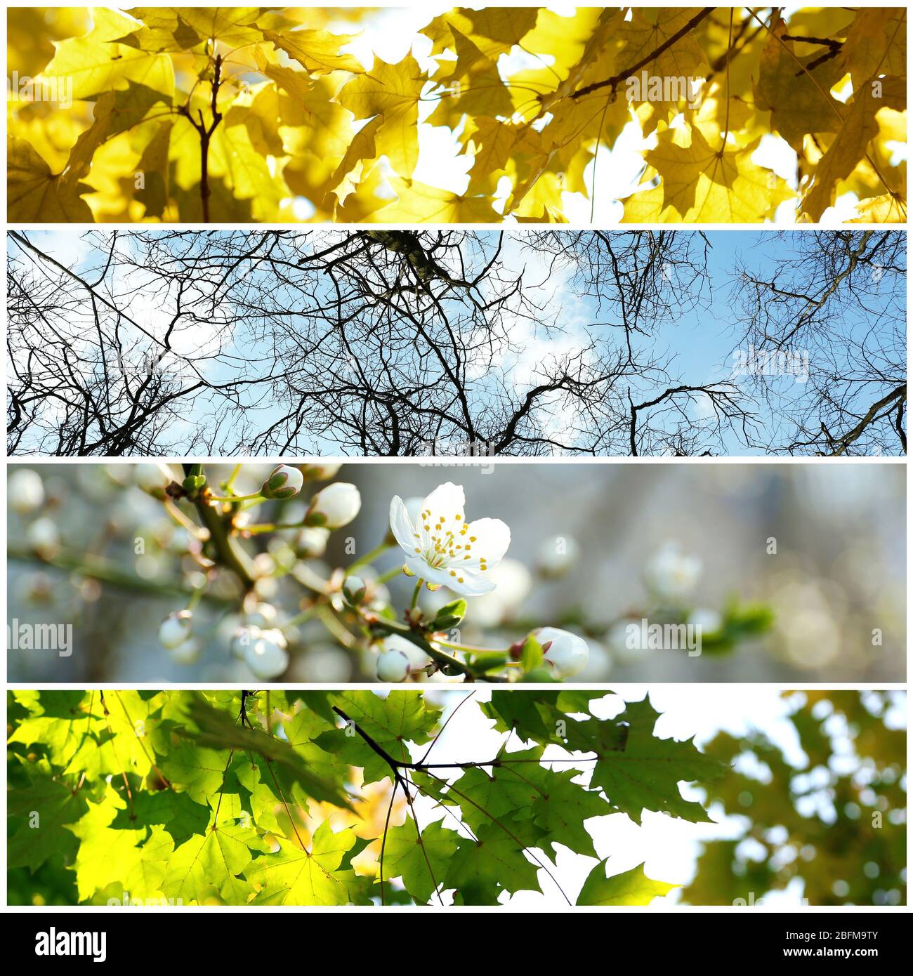 Four seasons collage: several photos of beautiful trees at different ...