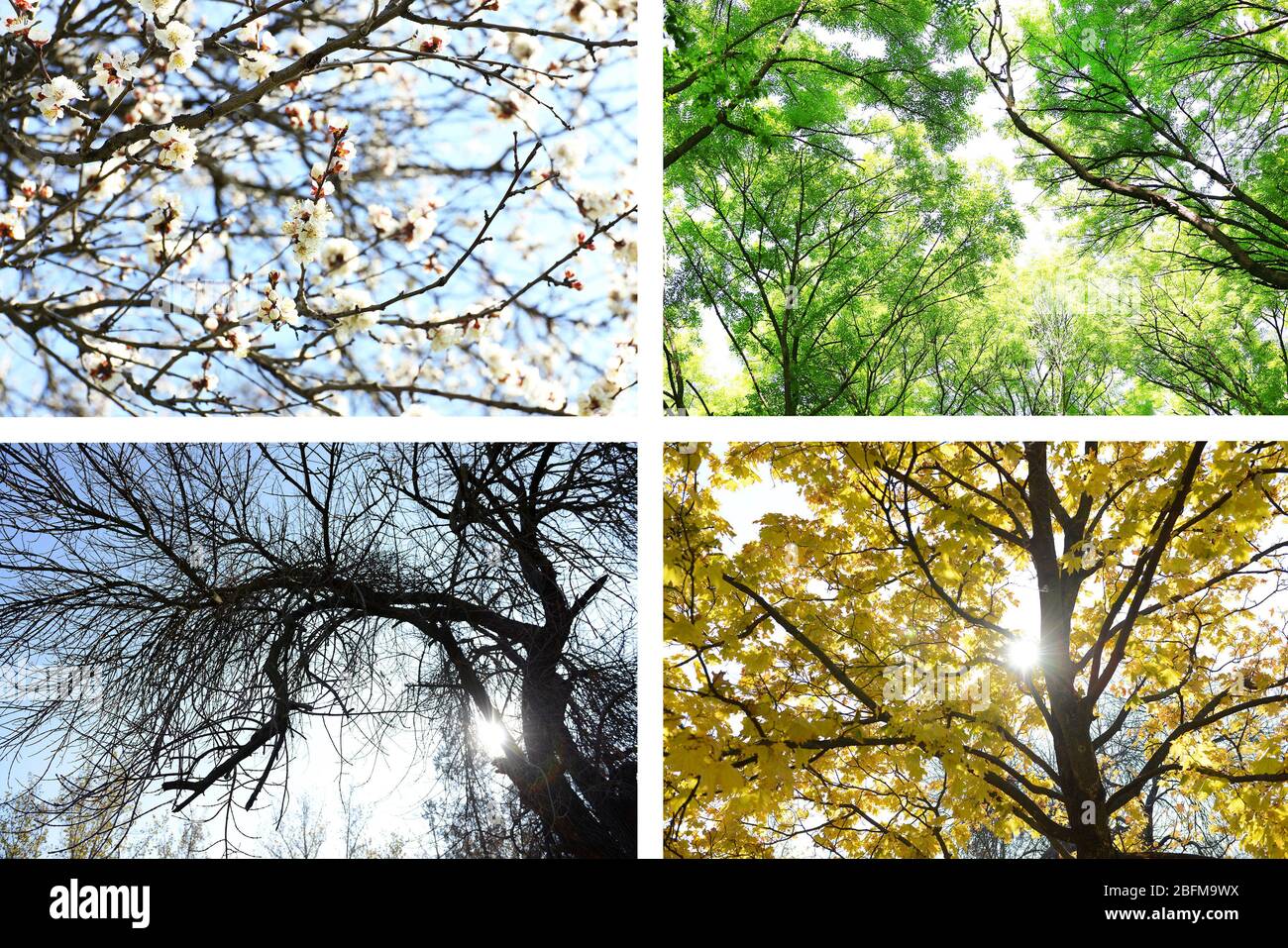 Four seasons collage: several photos of beautiful trees at different ...