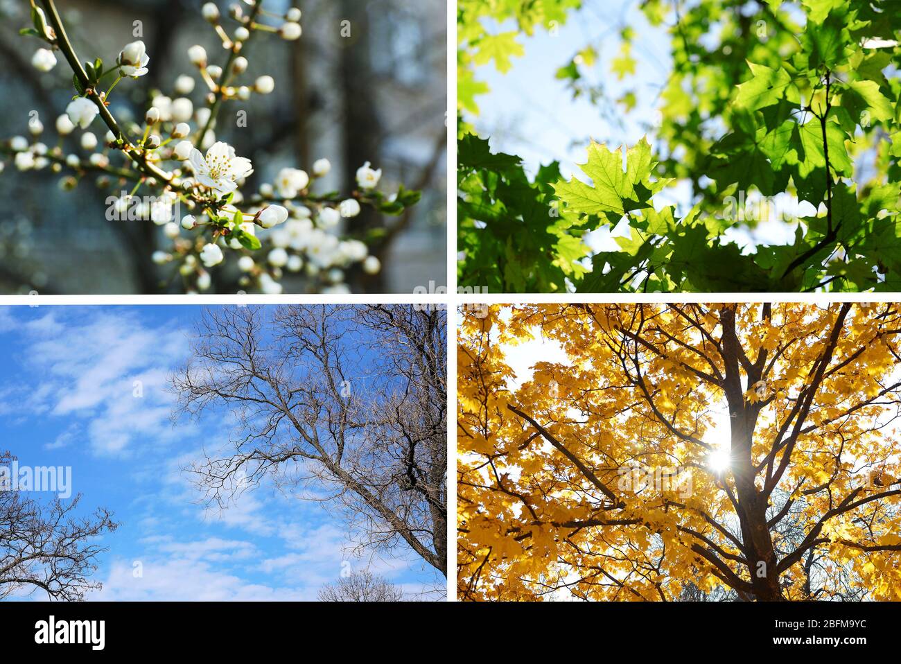 Four seasons collage: several photos of beautiful trees at different ...