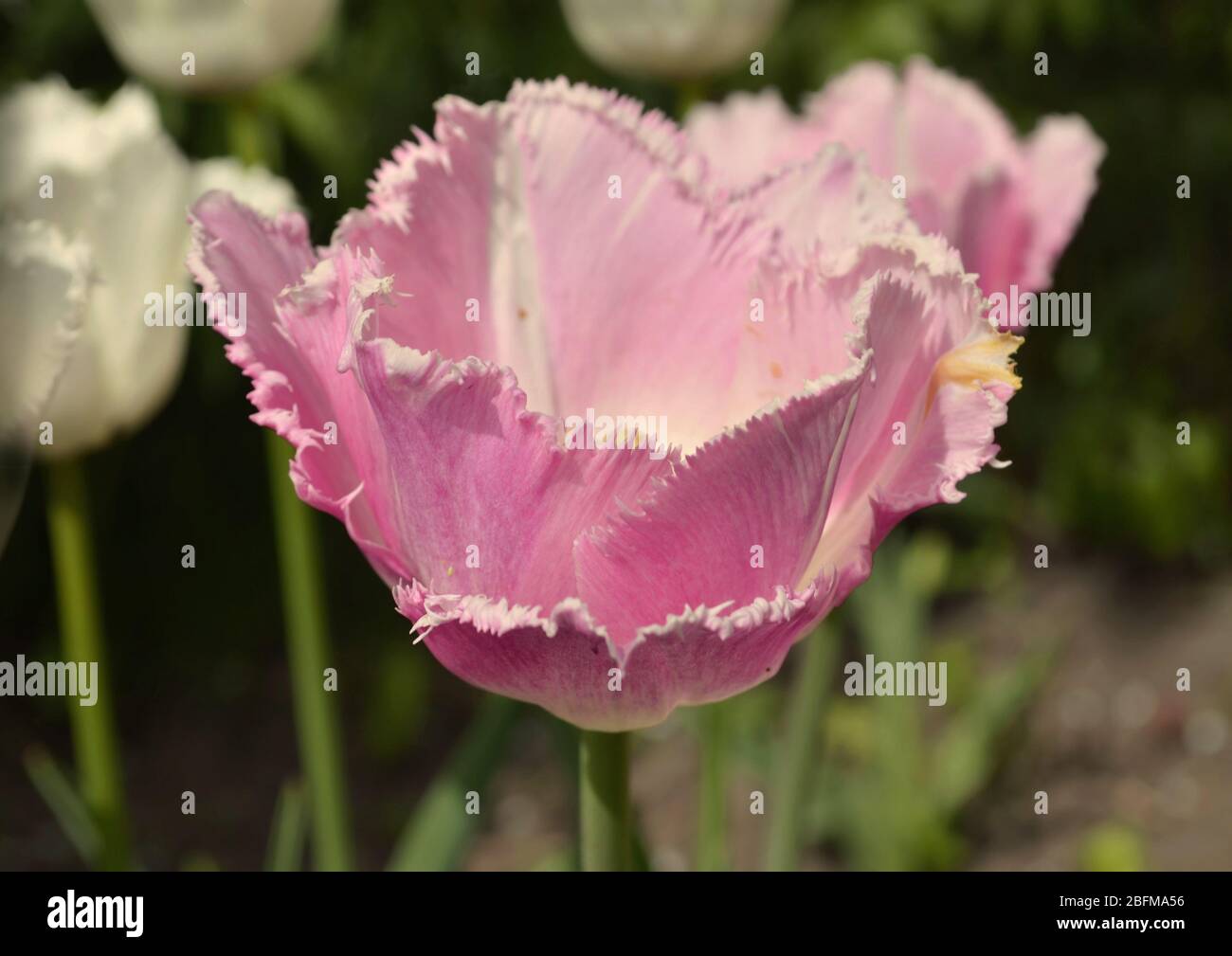 Tulip fancy frills hi-res stock photography and images - Alamy