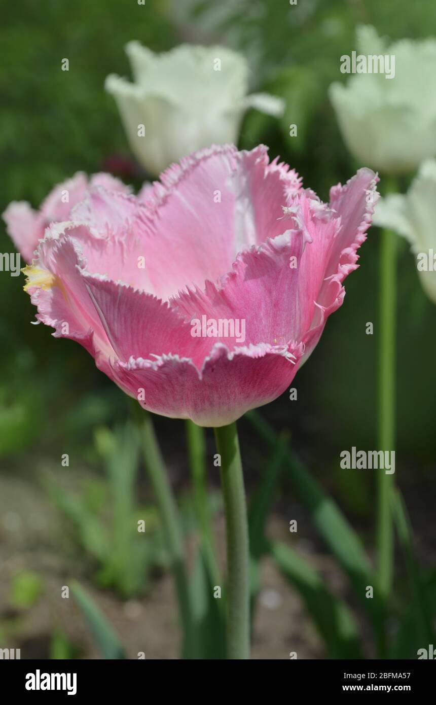 Pink white spring tulip blossom. Tulip New look fringed. Terry ...