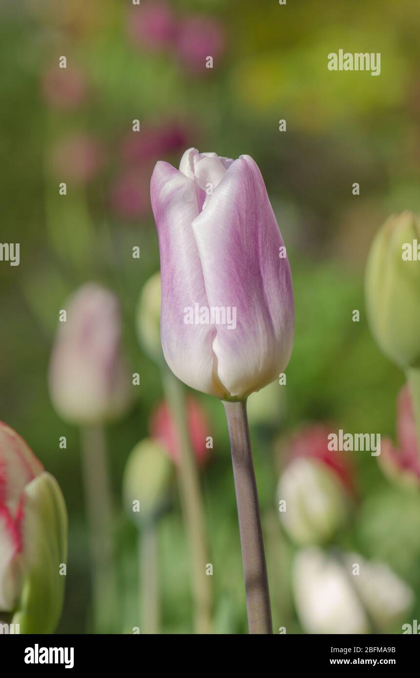 Purpe tulip edged with shades of creamy white. Tulip variety Siesta ...