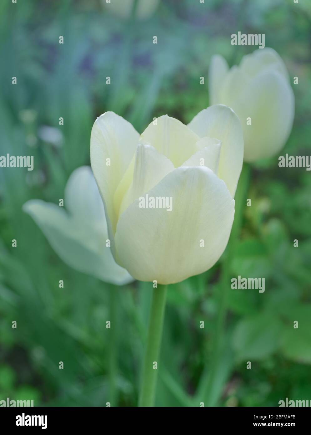 Tulip Calgary blossom. Beautiful white tulip flower with green leaf in ...