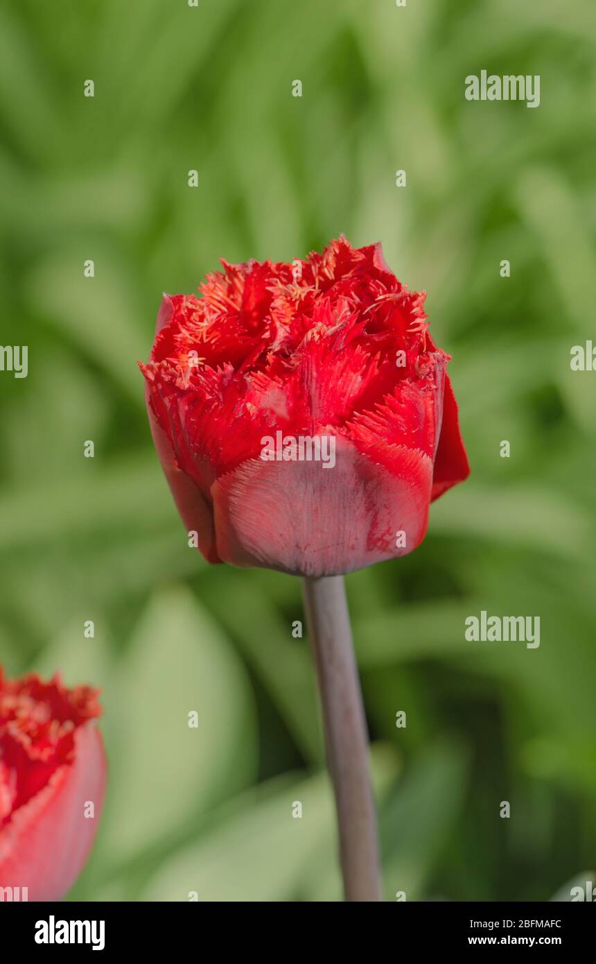 Fringed Tulips Maroon flowering. Fringed red tulip Maroon. Closeup of ...