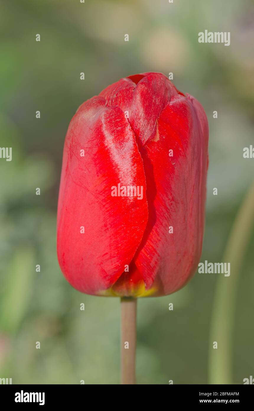 Red tulips in spring landscape. Red tulips background. Red tulip flower ...
