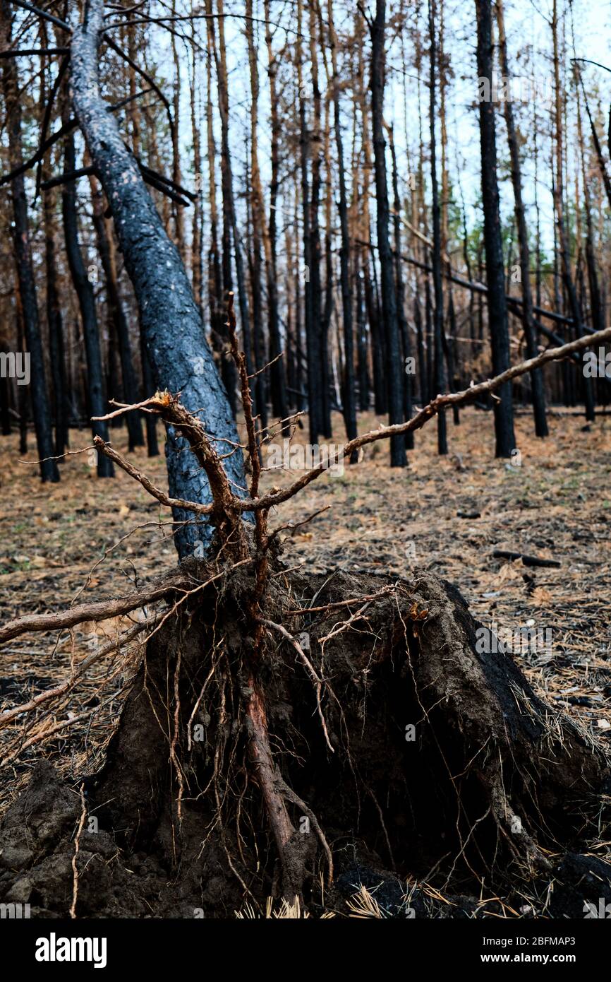 Burnt forest fallen trunks hi-res stock photography and images - Alamy
