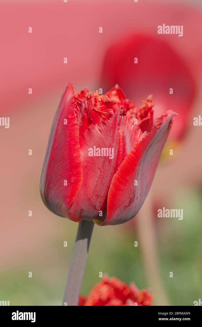 Fringed Tulips Maroon flowering. Fringed red tulip Maroon. Closeup of ...