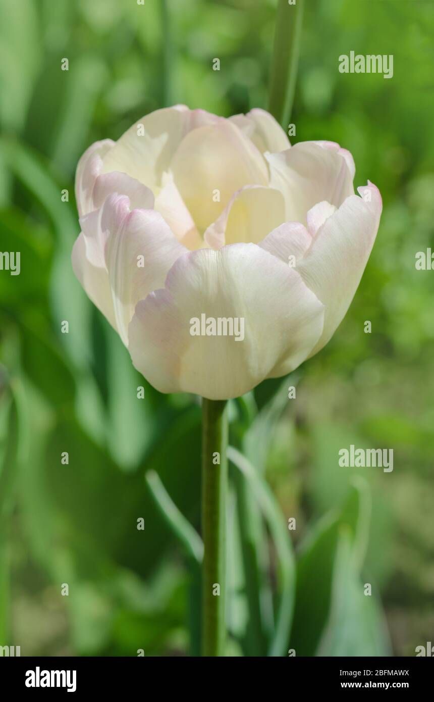 Tulip Calgary blossom. Beautiful white tulip flower with green leaf in ...