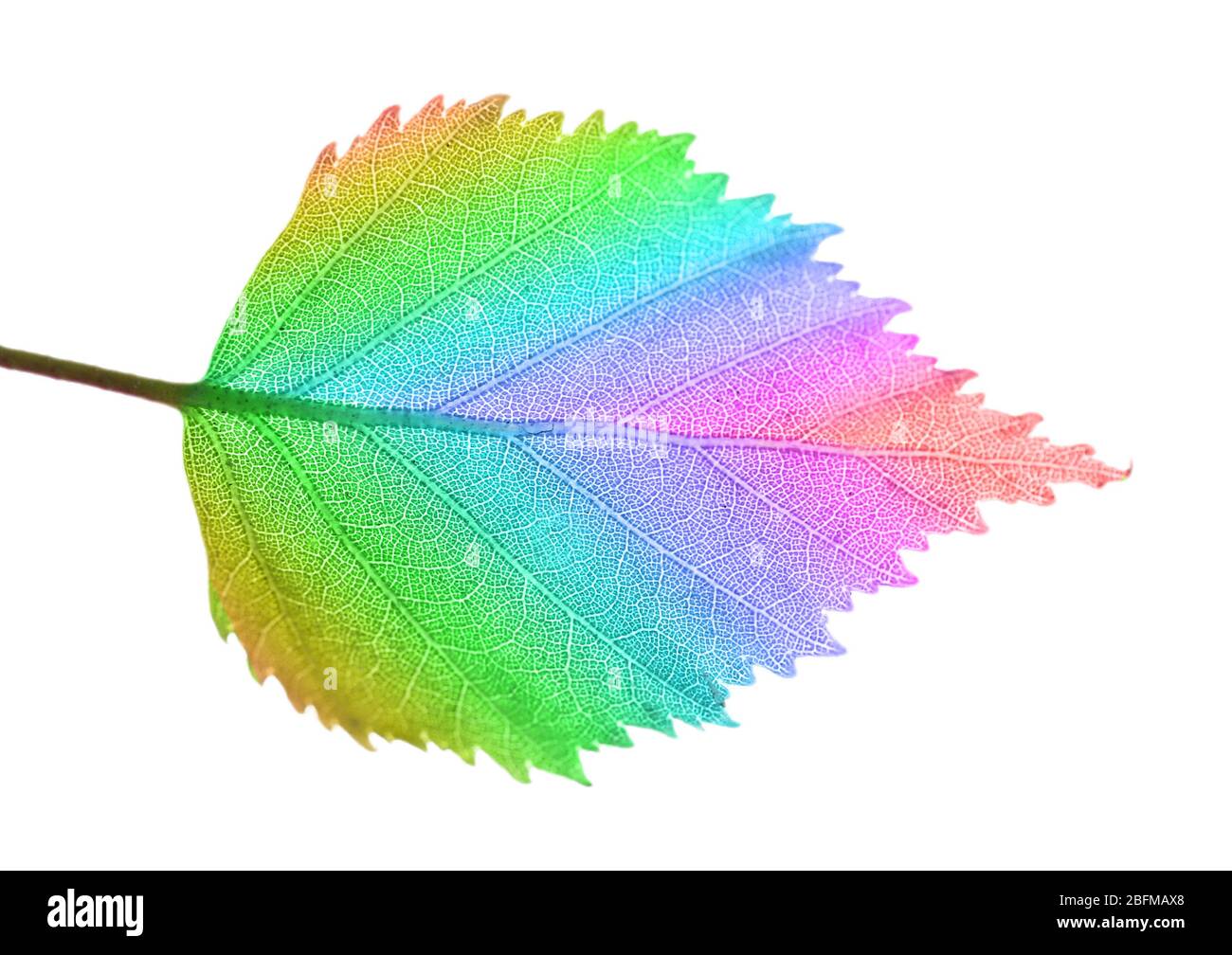 Multi stem tree Cut Out Stock Images & Pictures - Alamy