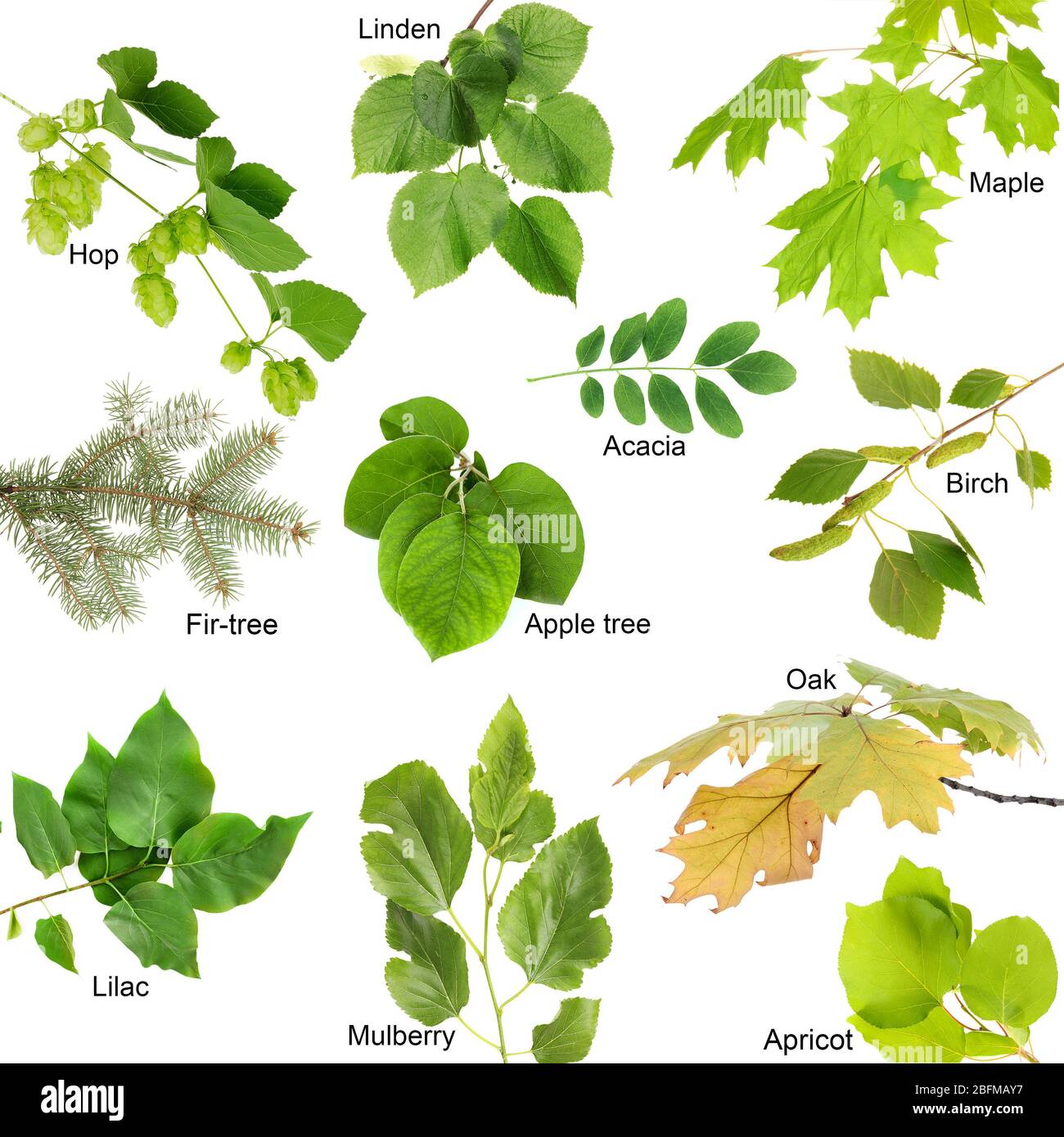 Different twigs of trees with titles, isolated on white Stock Photo - Alamy