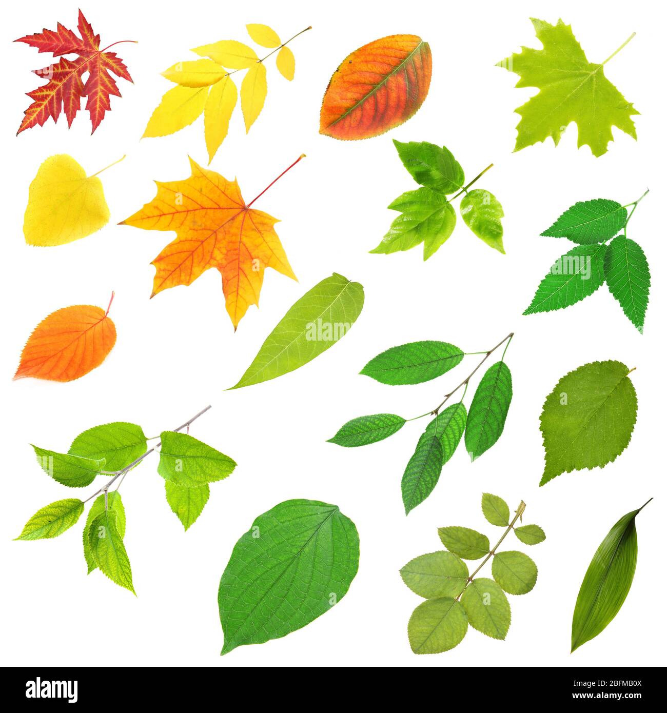 Different colorful leaves, isolated on white Stock Photo - Alamy